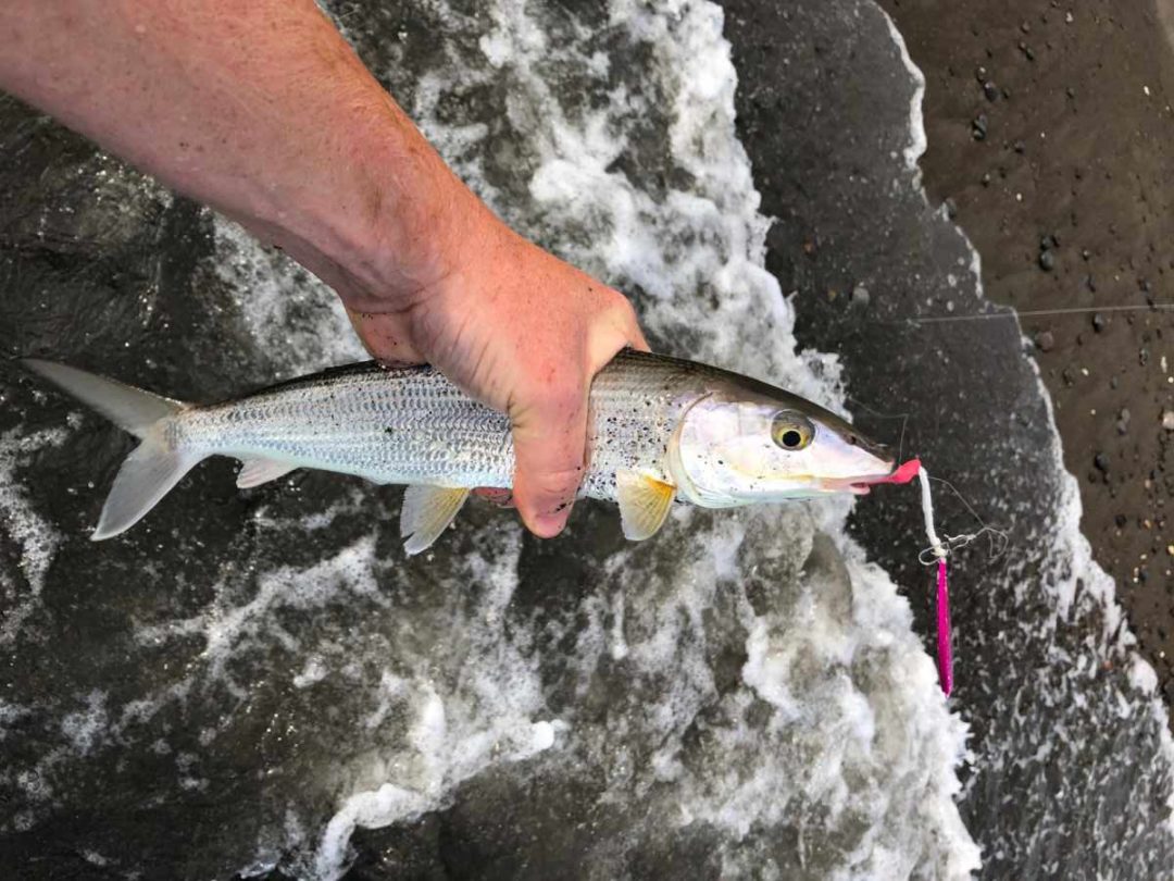 Species - Los Buzos: Offshore Fishing & Adventure Resort